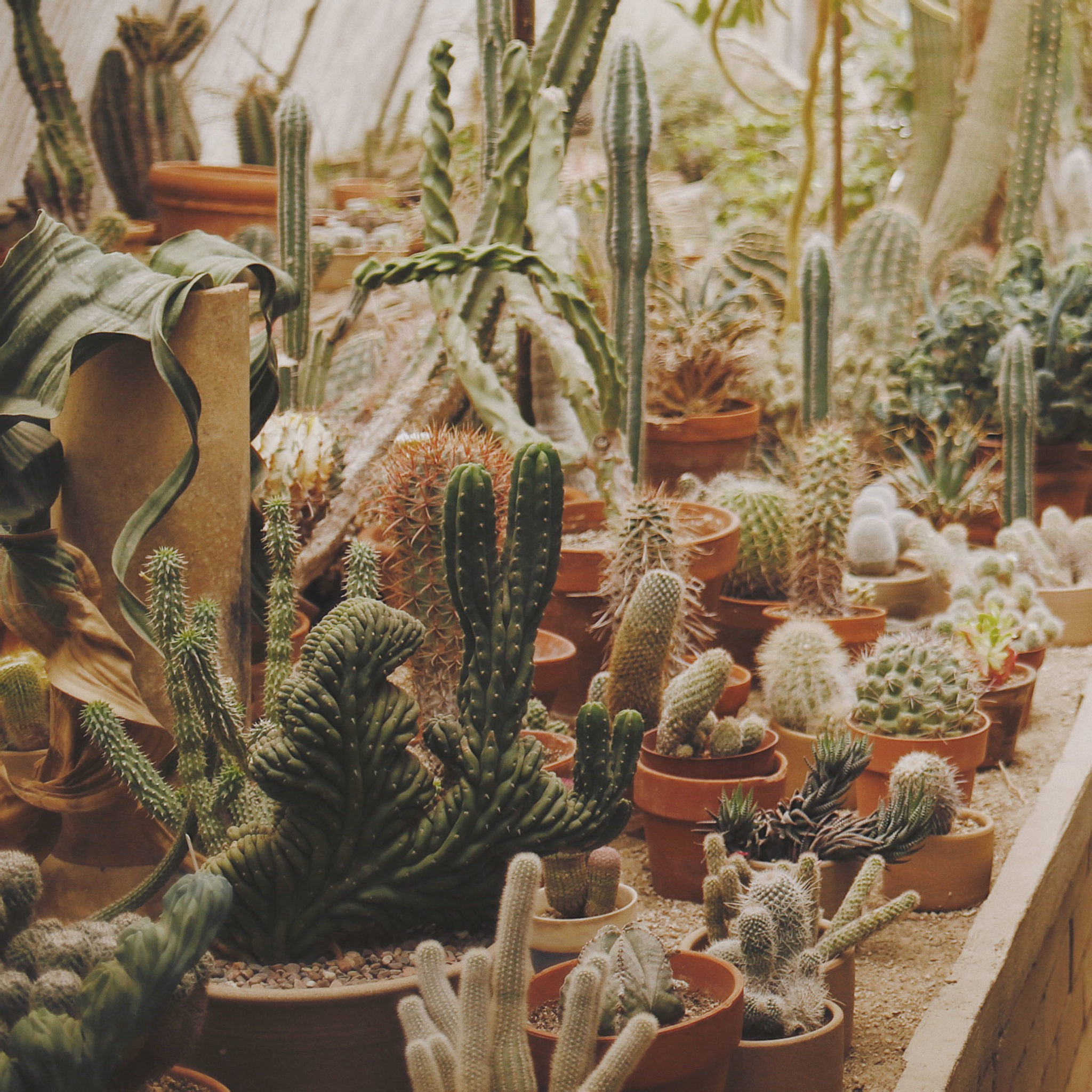 Venice Canals Inspiration & DIY Cactus Terrarium - Mode Rsvp